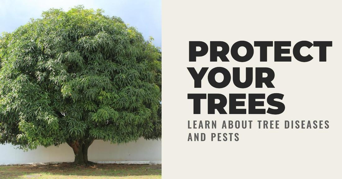 Safeguard Your Trees: Tree Diseases, Pests & Prevention Tips – Teeoutdoor