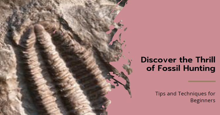 Fossil Hunting 101: Tips & Techniques for Beginners – Teeoutdoor